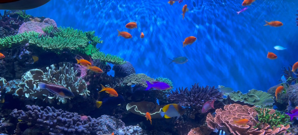 Calm And Relaxing Peaceful Video Screen Saver Fish Tank Aquarium PC ...