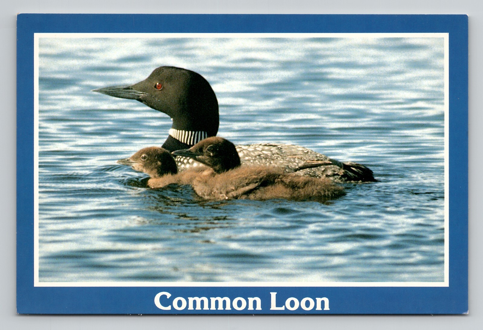 Common Loon Duck and Her Ducklings Swimming in the US Northern Lakes ...