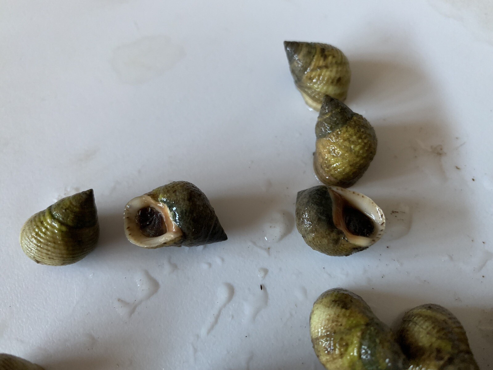 25 Nassarius And 25 Live Saltwater Periwinkle Snails Aquarium Fish Tank ...