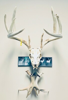 RACK TRACK–European Skull Mounting Kit-8” Kit #1–(1) Deer Skull Hanger ...