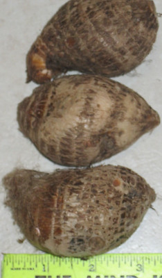 3 Taro Large 3" Roots Bulb Edible Tropical Elephant Ear Edible Live ...
