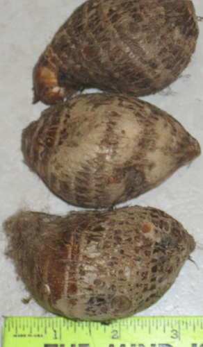 3 Inches 3 Taro Roots Bulbs Elephant Ear Edible Aquatic Marginal Pond ...
