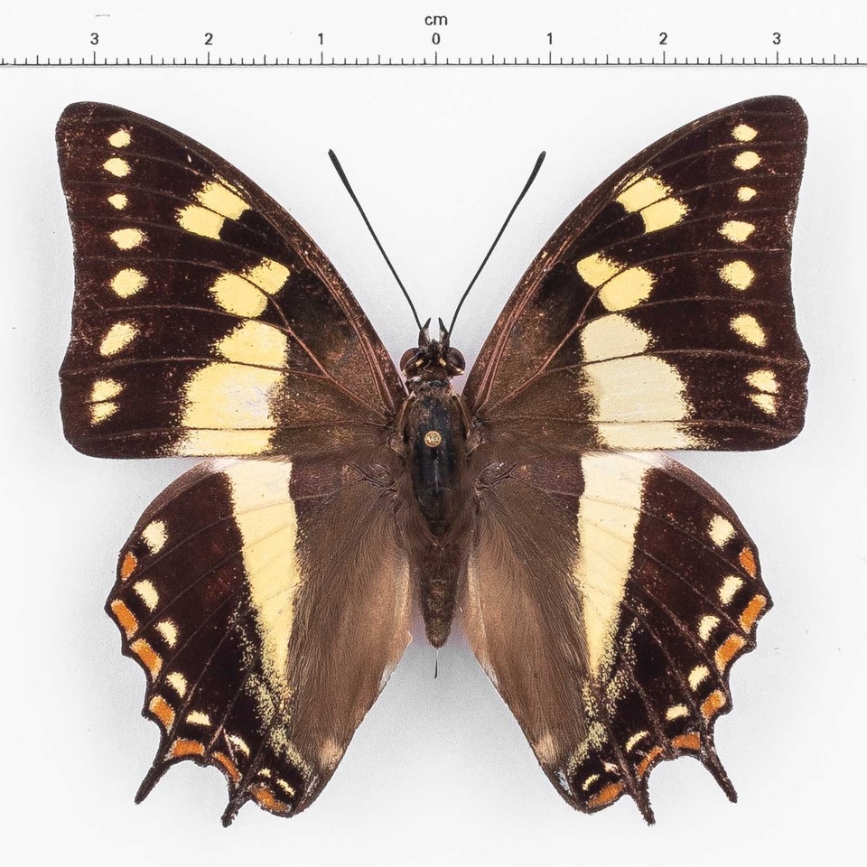 Polyura Sacco ♂ Neue Hebriden - Nymphalidae (Charaxes) Männchen | eBay.de