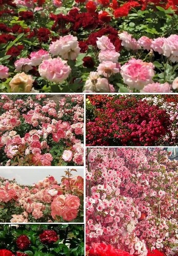 Buschrosen rot Heckenpflanzen winterhart schnellwüchsig duftend Hecken ...