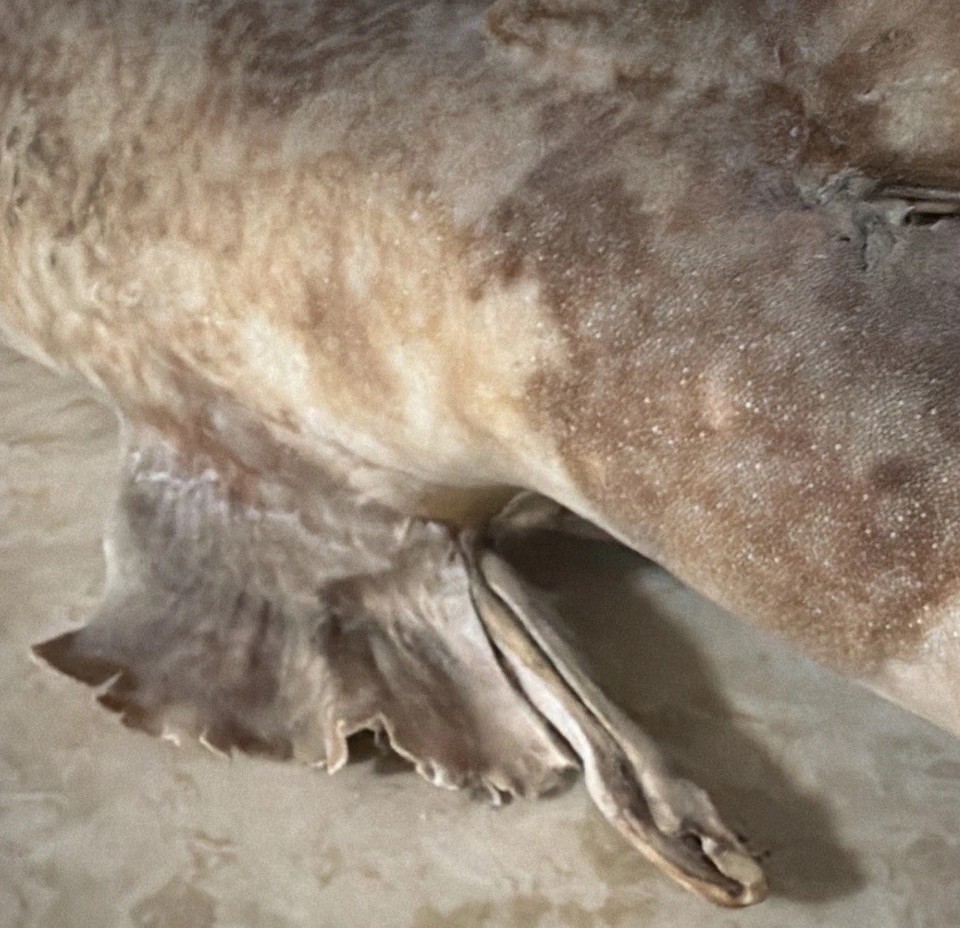 Rare 40” Long Spotted Wobbegong Fish With Rows Of Teeth Taxidermy | eBay