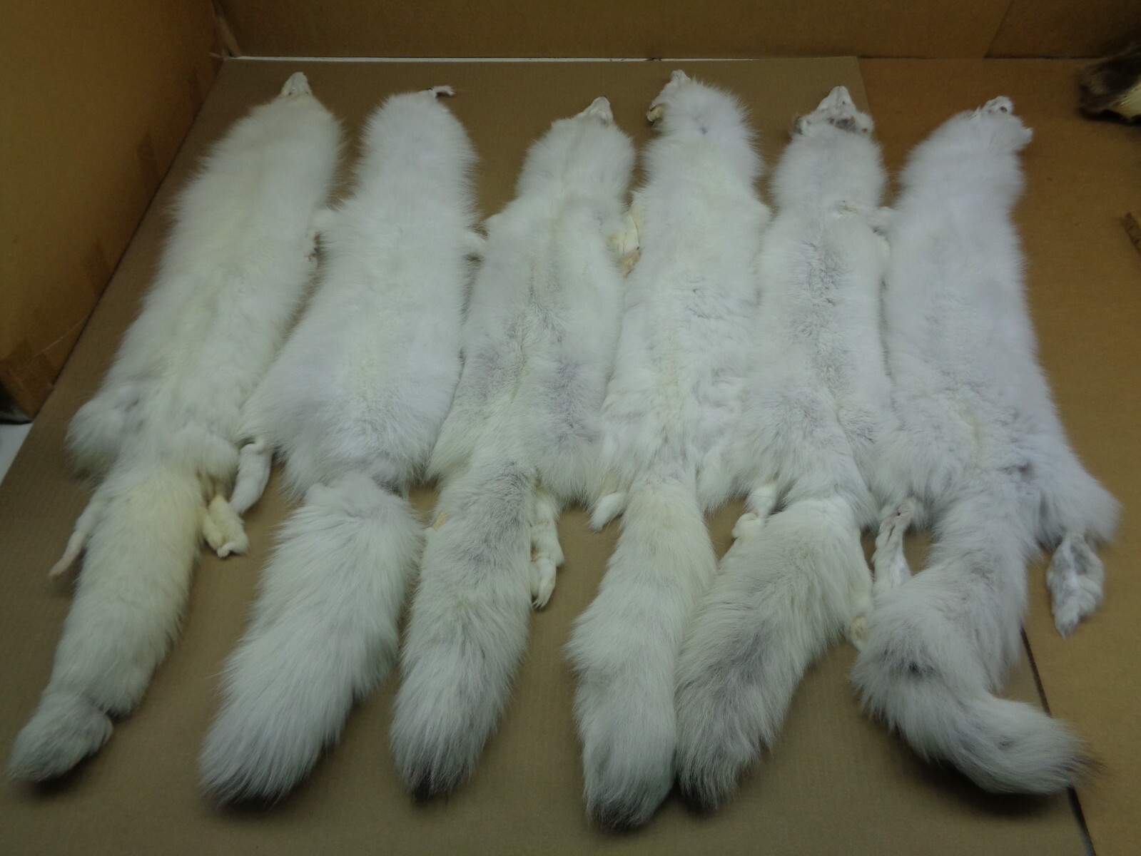 Tanned #2 Arctic/White Fox Hides/Furs/Trapping/Taxidermy/Crafts/Freshly ...