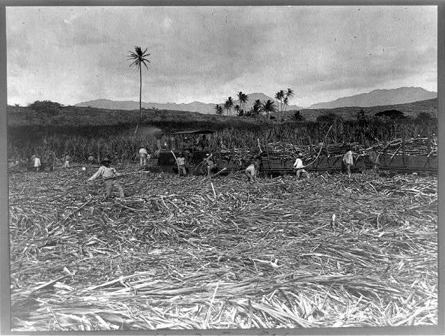 Hawaiian Sugar Cane Plantation