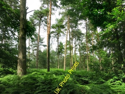 Photo 6x4 Woodland, Wokefield Common Burghfield Common Two very ...