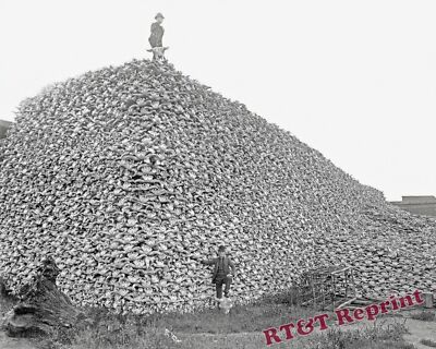 Western Photo Pile Bison Skulls Used for Fertilizer Year 1870 | eBay
