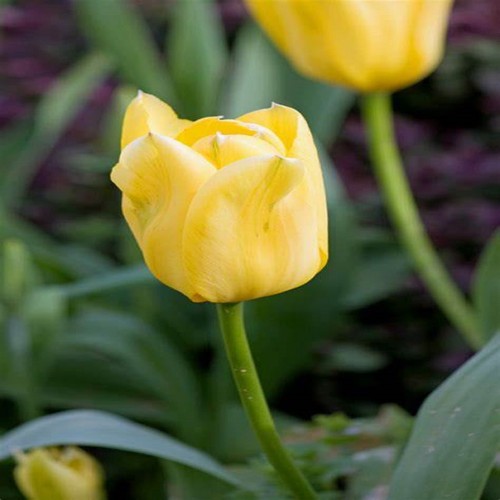 Tulip Bulbs, Yellow Tulips, Tulip Bulbs for planting in your home ...