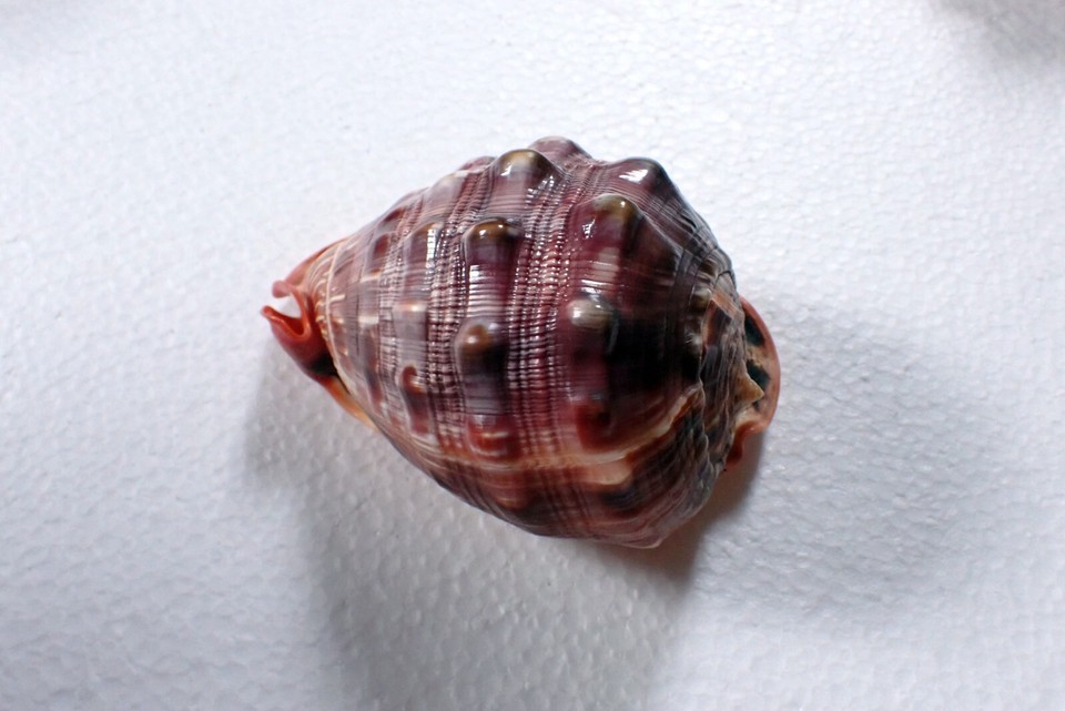 sea shells - cassis rufa super dark 135-m.m. -m.m. f+++rare color gem ...