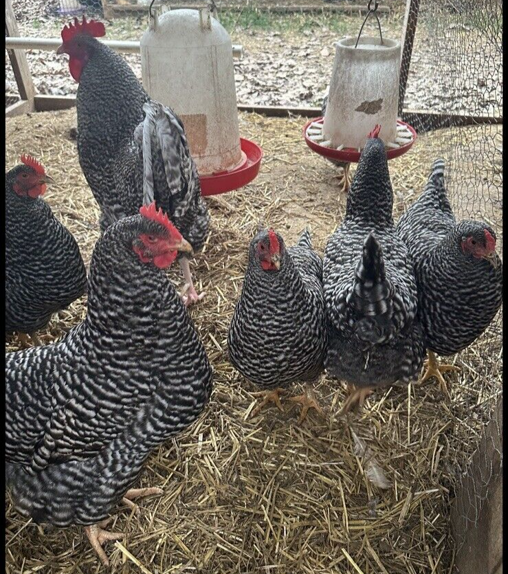 Plymouth Barred Rock Hatching 🐣 Eggs 12 NPIP Certified and AI Clean | eBay