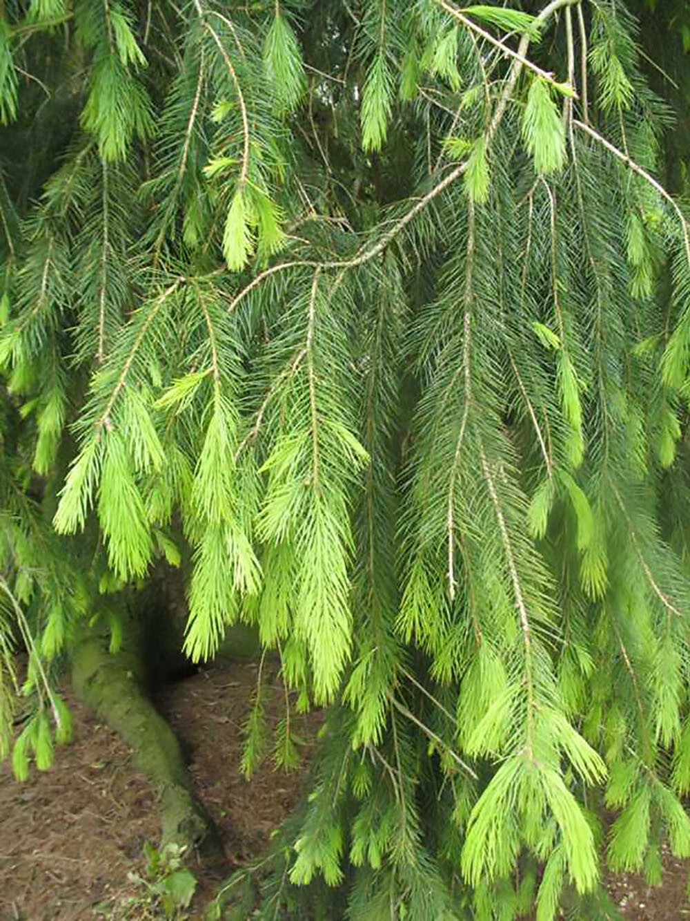 Himalayan Spruce, Picea smithiana, (Morinda Spruce), Tree Seeds ...