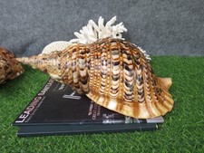 Conch Shells for sale | eBay