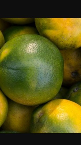 Pianta di TANGELO MAPO in fitocella (foto reali) agrume | eBay