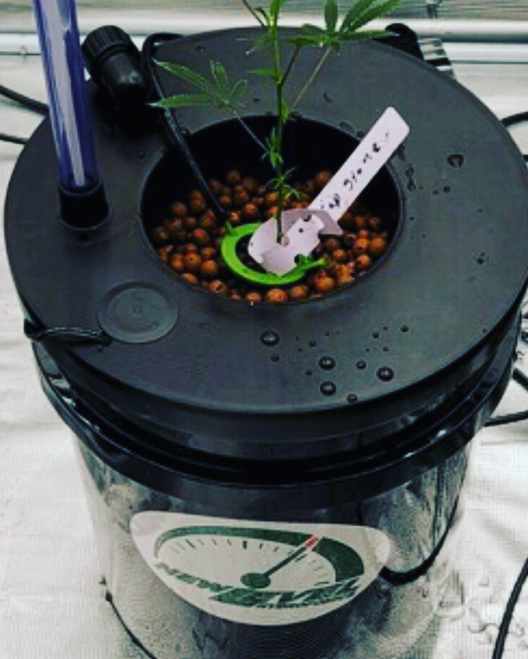 Diy Bucket Drip Irrigation System