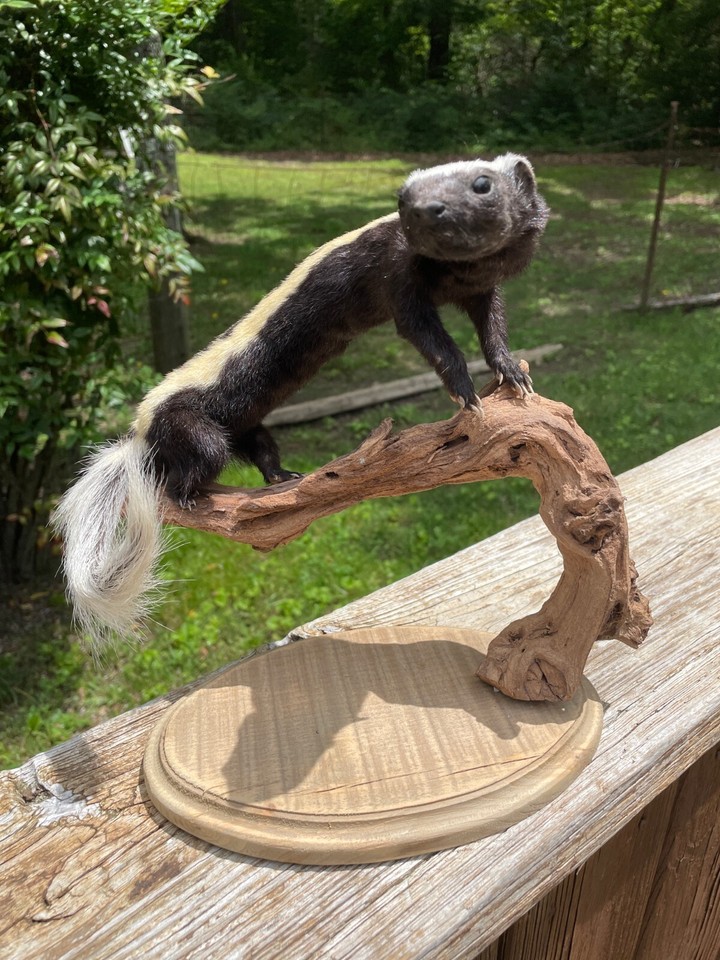 Taxidermy Collectors, Very, NICE, Rarely seen, Lifesize African STRIPED ...