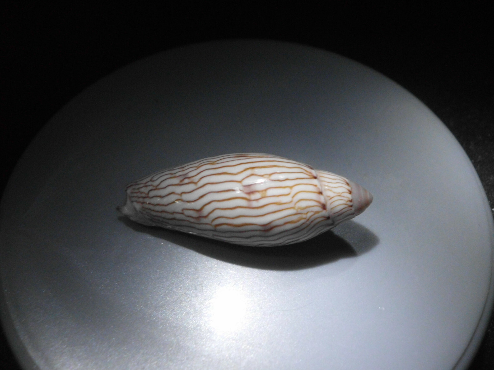 RARE!& VERY NICE SPECIES>AMORIA(VOLUTA )TURNERI / TORRES STRAITS QLD ...