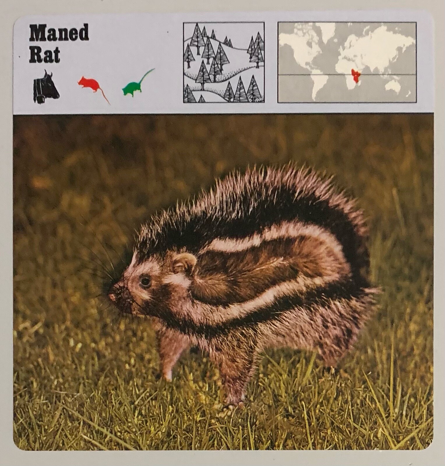 MANED RAT, 1977 EDITIONS RECONTRE 4 3/4" x 4 3/4" CARD | eBay