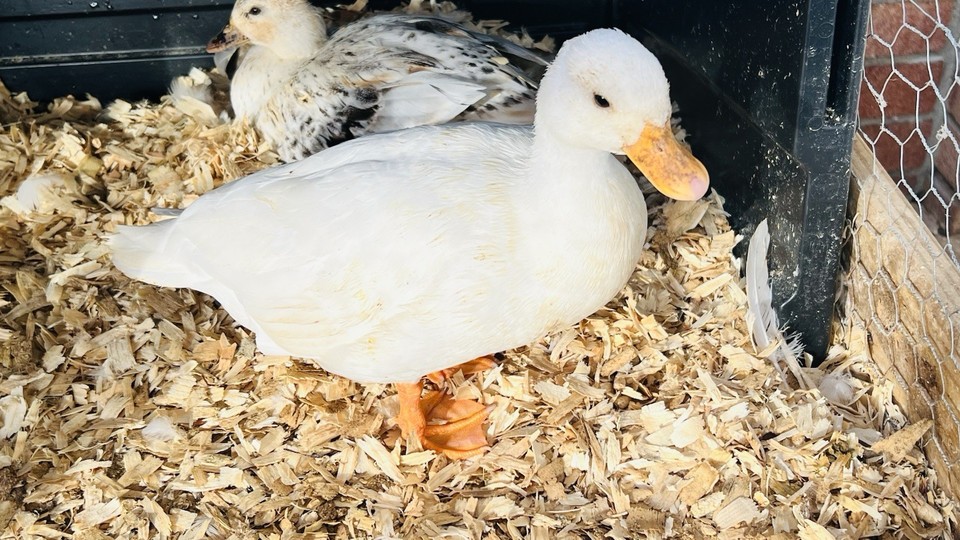 6 Snowy Call duck eggs for hatching, incubator eggs. (Mini Size Duck ...
