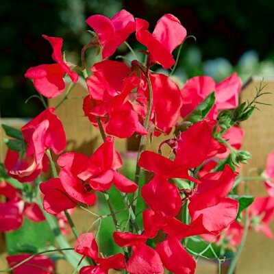 SWEET PEA SEEDS - ELEGANT BRIGHT RED COLOR FLOWERS SWEET SENSE | eBay UK