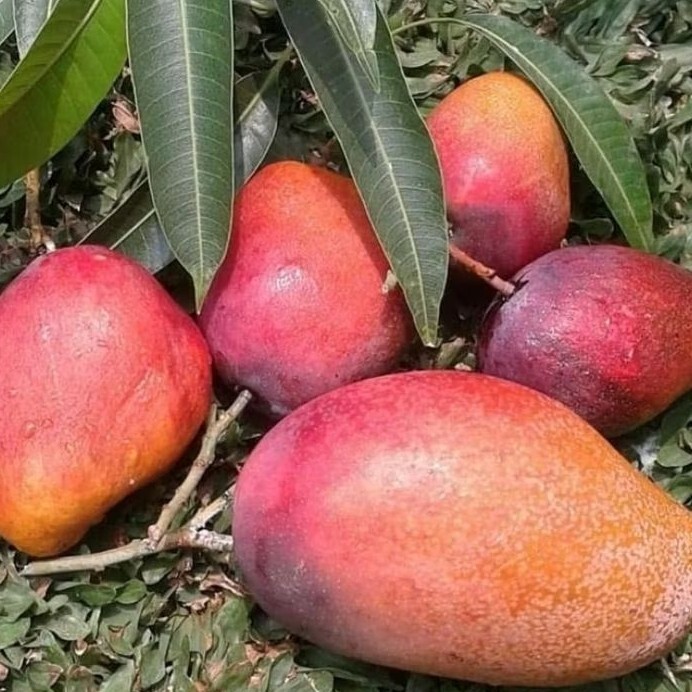 Grafteed Mango Yuwen ( Mangifera indica ) Fruit Tree Free Pytosanitary ...