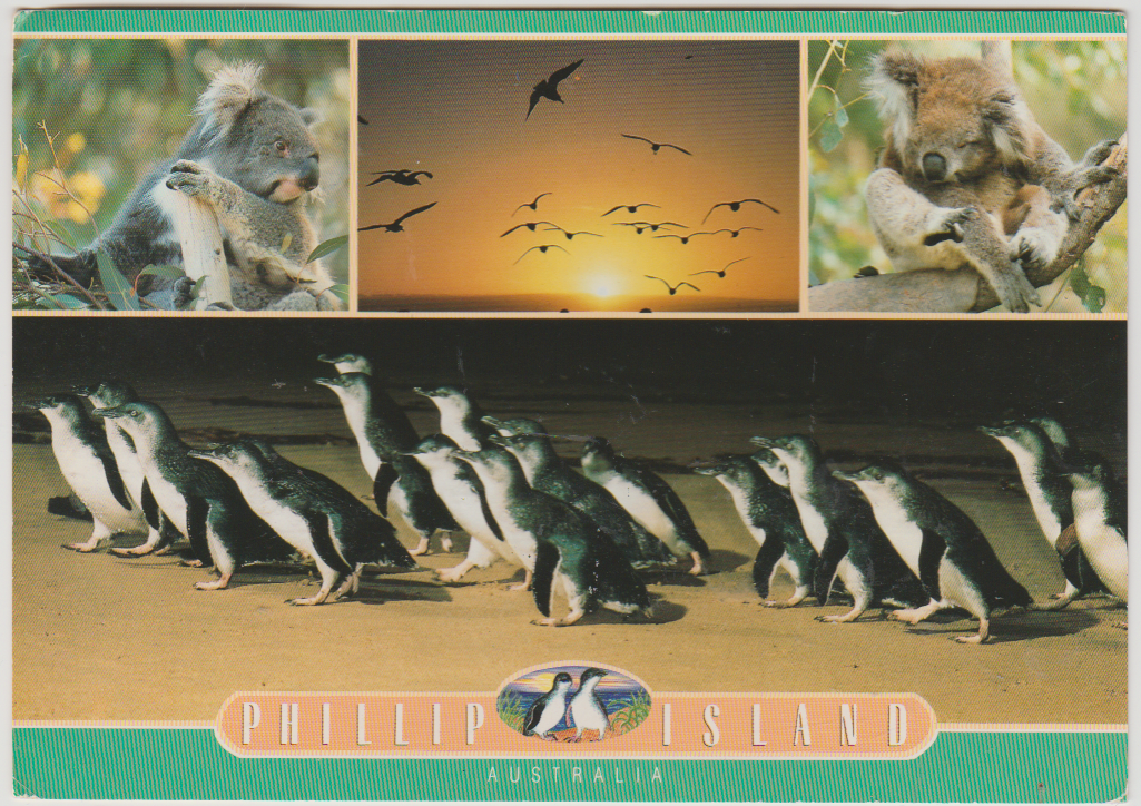 Australia VICTORIA VIC Penguins Koalas PHILLIP ISLAND Scancolor ...