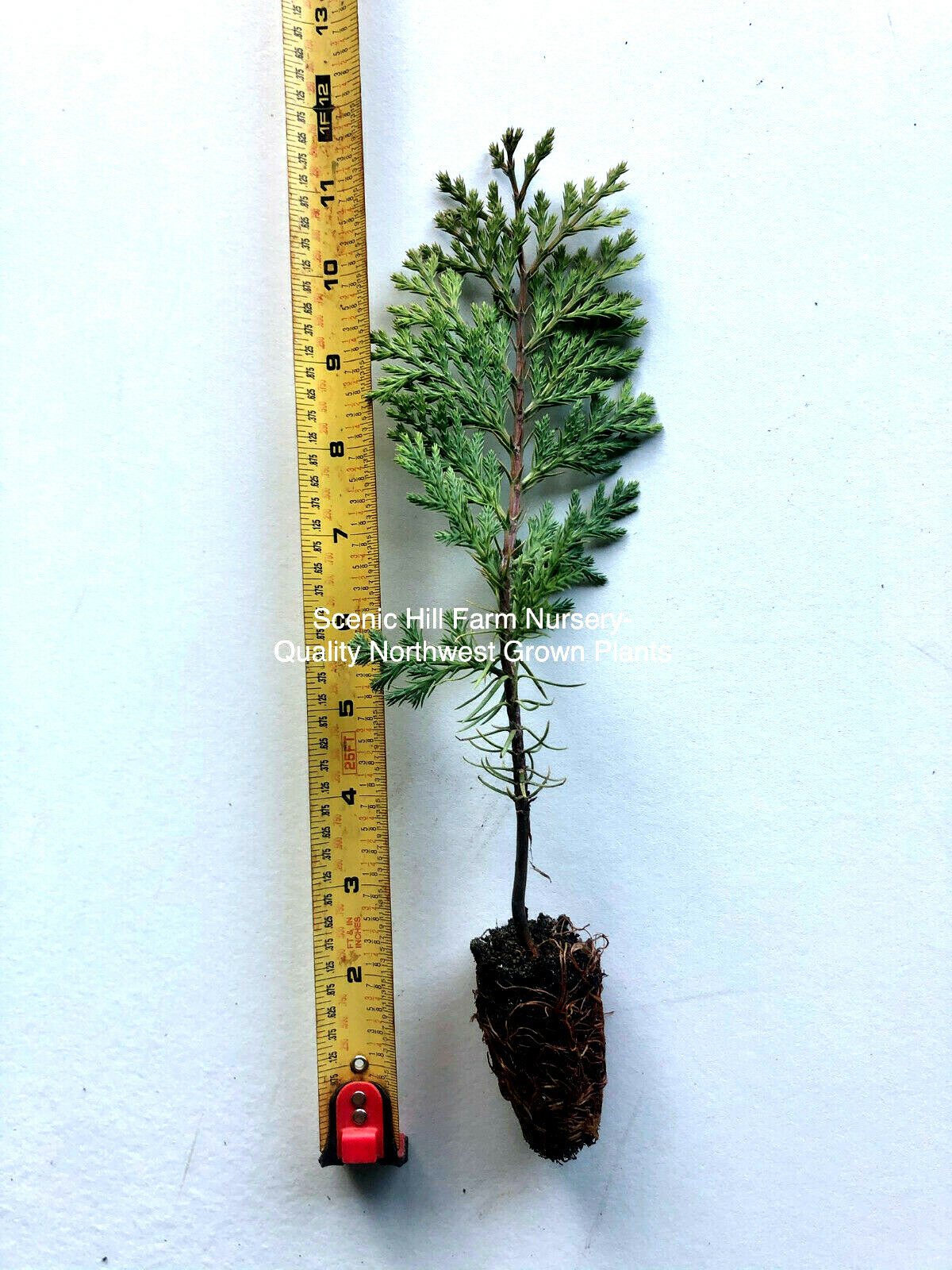 1 Incense Cedar Tree (Calocedrus decurrens) 8" - 12" Tall Potted Tree ...