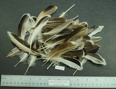 ~50 Bulk Uncolored Utility Farm Raised Mallard Speculum Wing Feathers ...