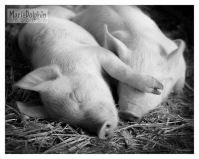 Fine Art PHOTO 2 PIGS SLEEPING straw hay BARN Farm Animals Country 8x10 ...
