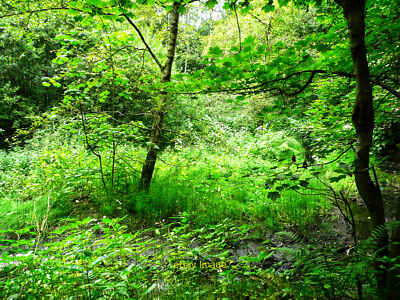 Photo 6x4 The fourth (highest) pond in Bierley Hall Wood Toftshaw This ...
