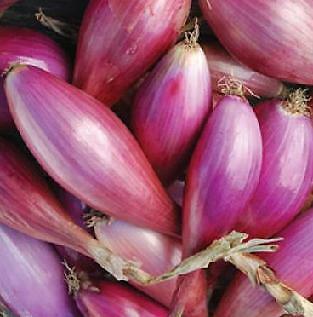Onion Long Red Florence 500 seeds | eBay