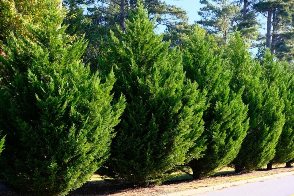 20 Leyland Cypress Tree Cuttings - Cut Fresh to Order | eBay