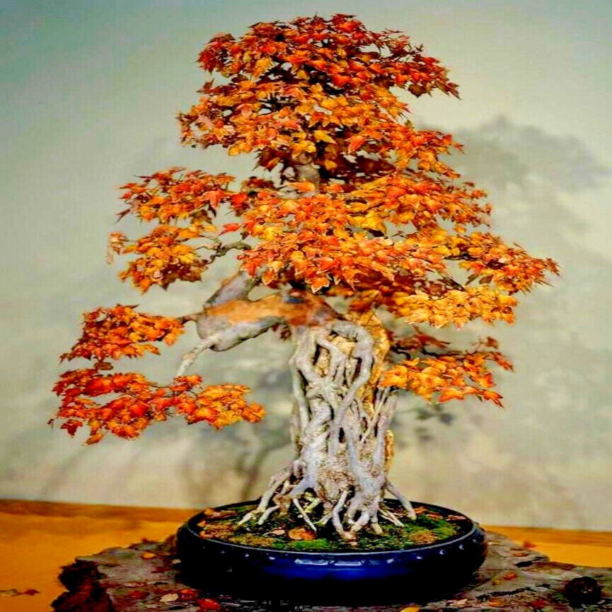 TRIDENT MAPLE TREE SEEDS (Acer buergerianum) Hardy Fall Colors Bonsai ...