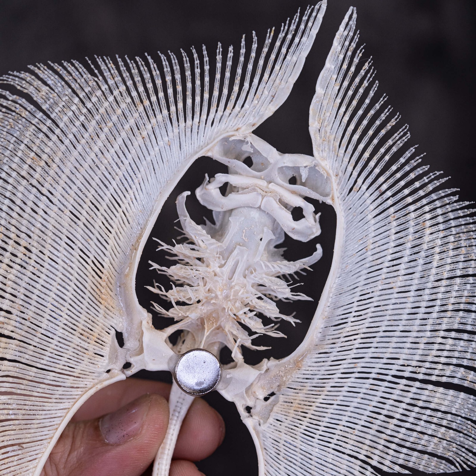 Real Stingray Skeleton, Butterfly shaped ray, manta taxidermy, Stingray ...