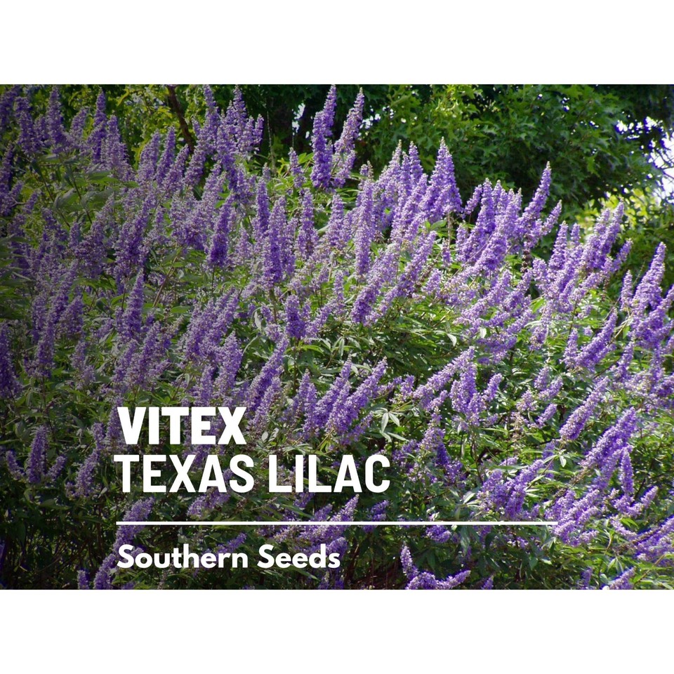 Vitex, Chaste Tree (Texas Lilac) - 20 Seeds - Heirloom Shrub, Monks ...