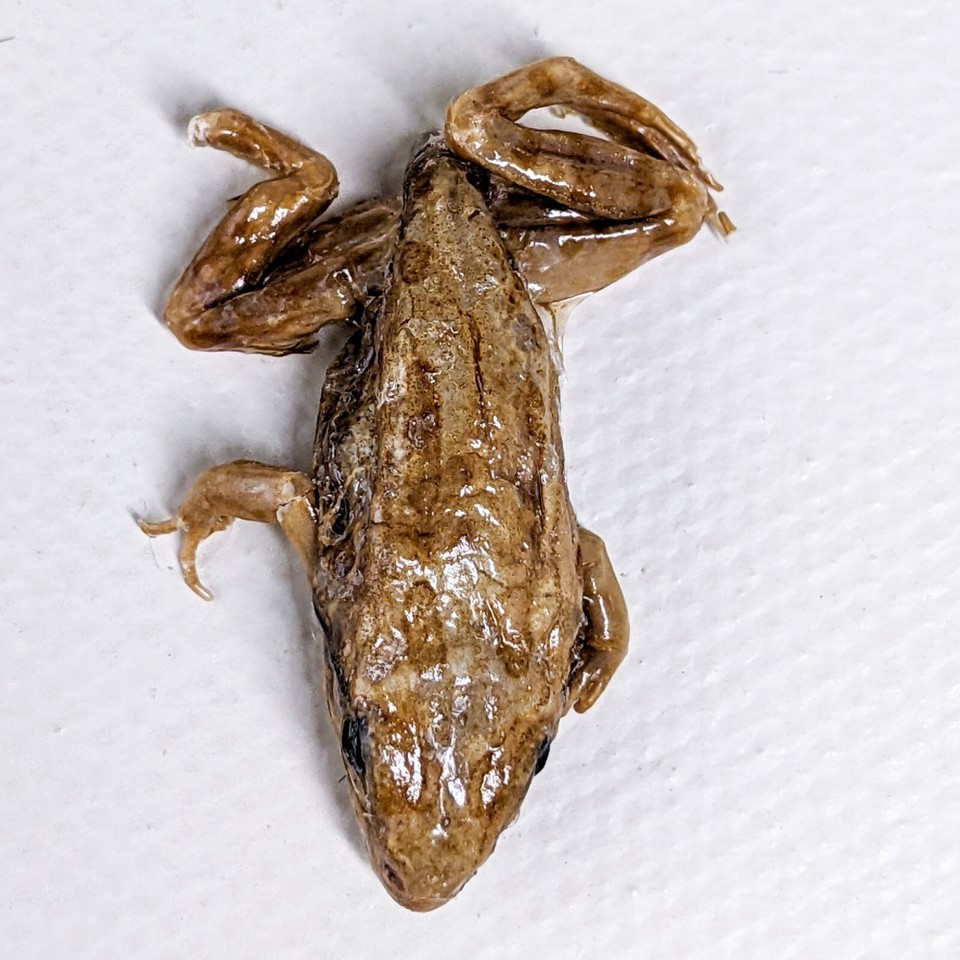 p17qA REAL Leopard Frog Taxidermy oddities curiosities specimen ...