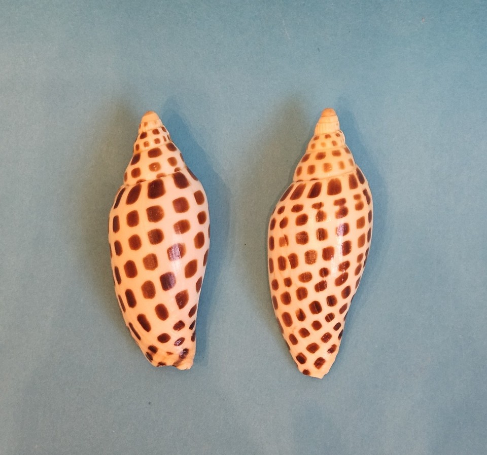 Two Vintage Scaphella Junonia Shells | eBay