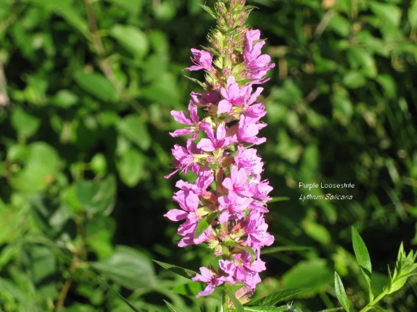 1000 PINK WINGED LOOSESTRIFE Lythrum Alatum Flower Seeds | eBay