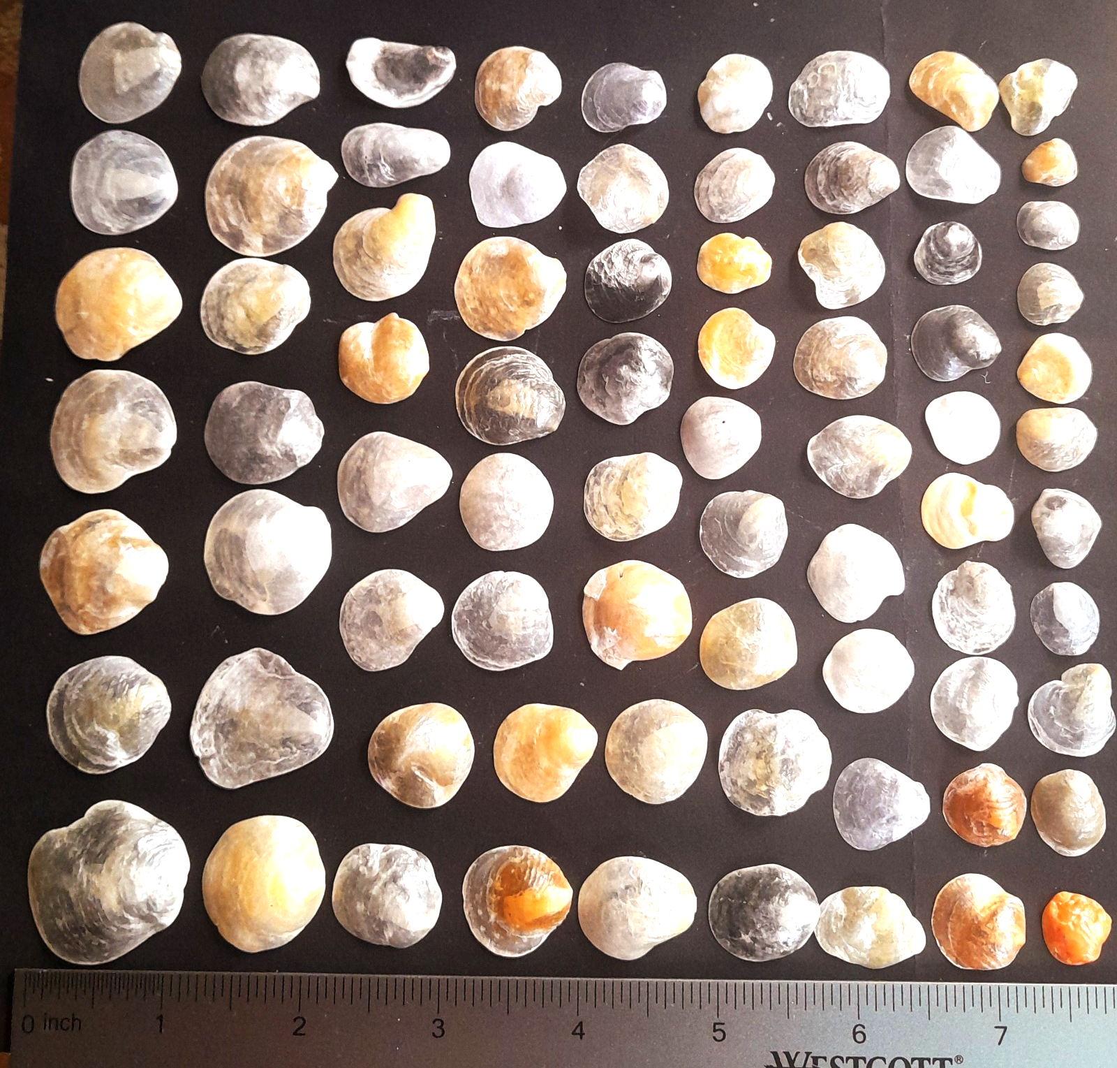 75 JINGLE Seashells Sanibel Island FL 1/2" TO 1" | eBay