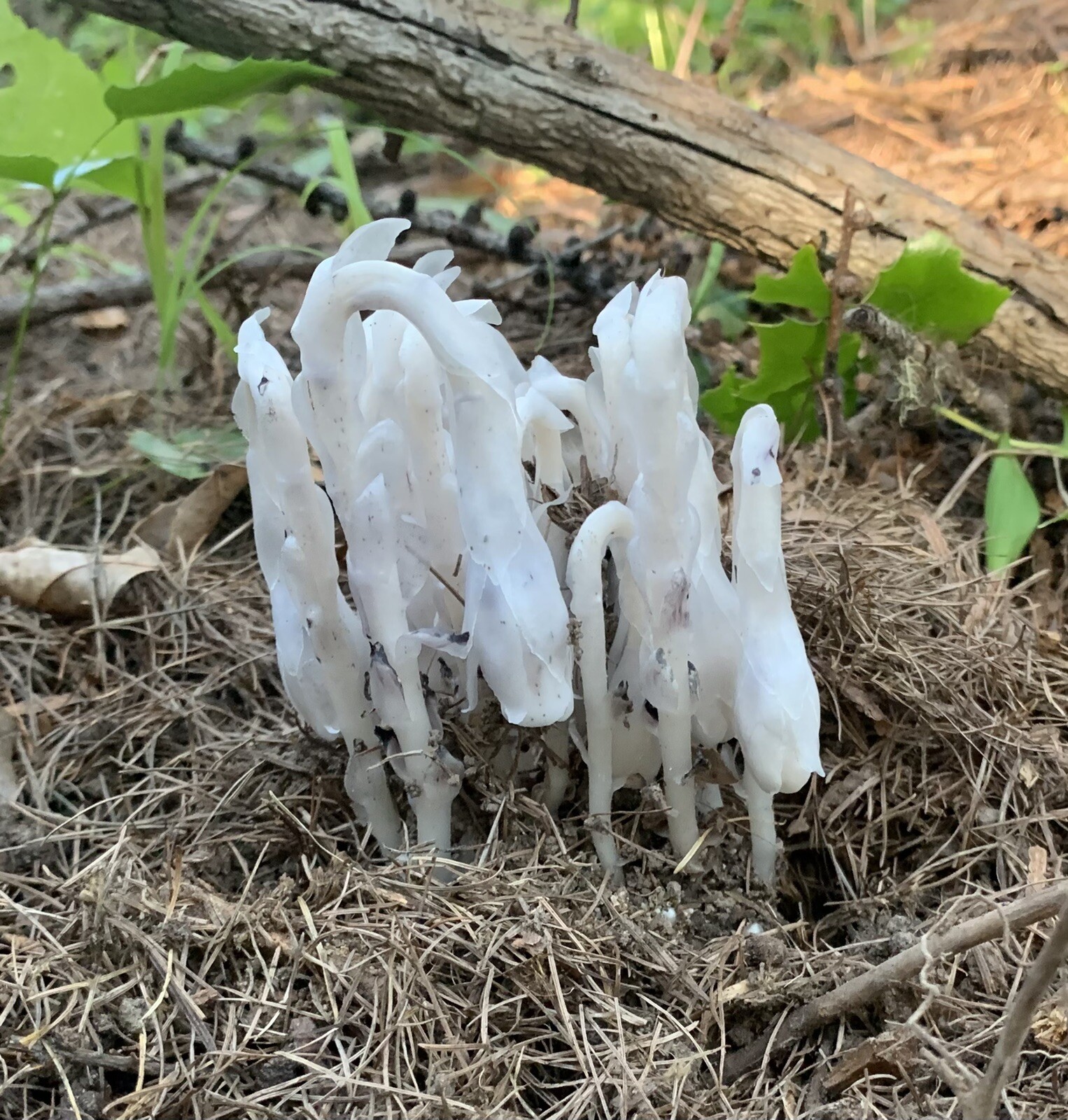 Ghost Pipe Indian Pipe Tincture with a Flower In The Bottle 15 ml Drops ...