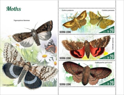 Moths Insects MNH Stamps 2022 Sierra Leone M/S | eBay