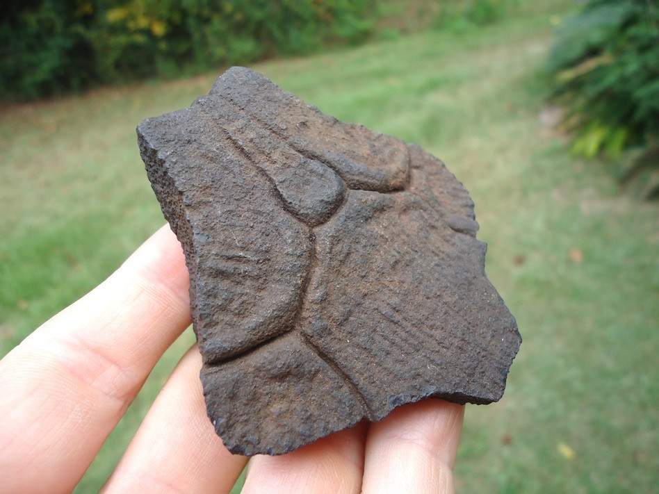 TOP QUALITY TURTLE NUCHAL SCUTE FLORIDA FOSSILS ICE AGE EXTINCT SHELL ...