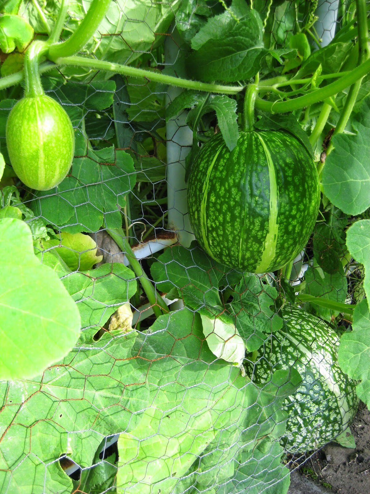 Shark Fin Melon - Spaghetti squash/Cucurbita ficifolia/Chilcayote - 20 ...
