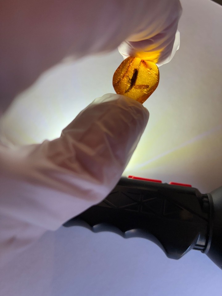 Nice AMBER GEMSTONE w/ Spectacular FOSSIL INSECT inside + Big Pic! | eBay