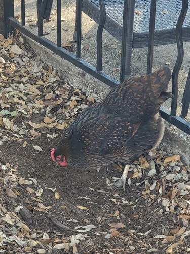 12 Fresh & Fertilized Barnyard Mix Hatching Eggs - Ayam Cemani Roosters ...