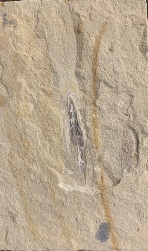 Lebanon Fossil Fish, Squid With Preserved Ink Sac, Cretaceous 100 ...