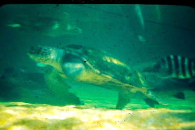 1950s Marine Studios Aquarium Sea Turtle Underwater Glass Slab 35mm ...