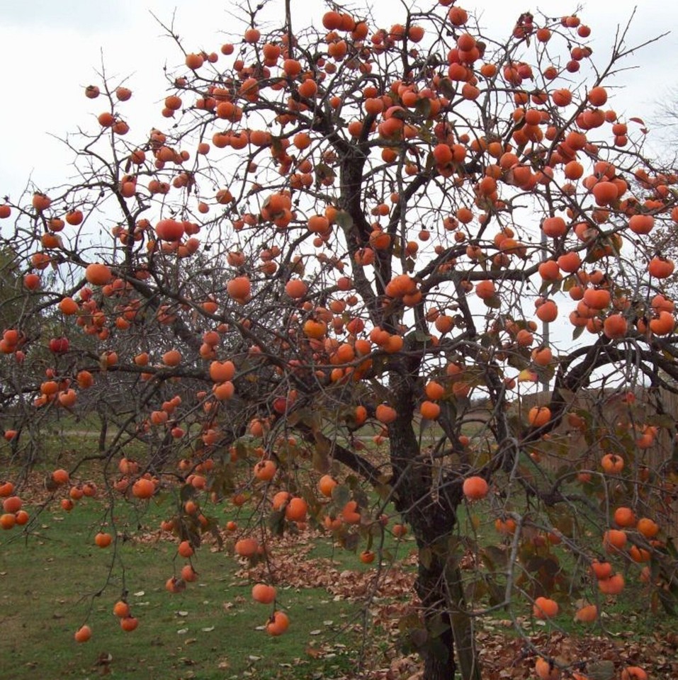 15 Native Heirloom American Persimmon Tree Seeds-Non GMO-Fresh Seed | eBay