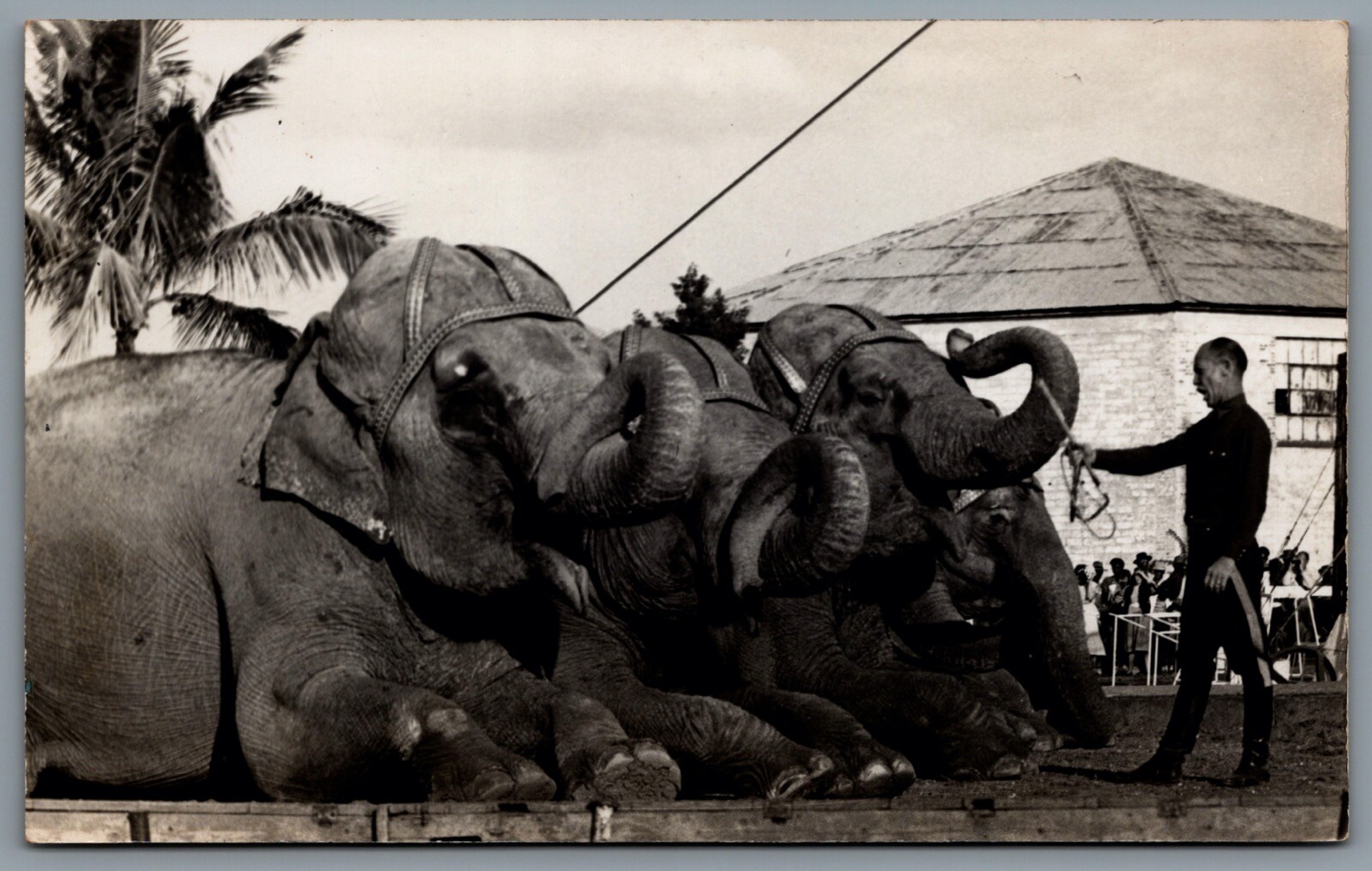 Postcard RPPC c1950s Ringling Bros Circus Elephant Trainer Elephants ...